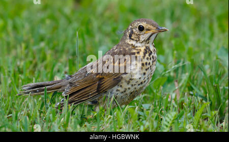 Juvenile Song thrush Stock Photo - Alamy
