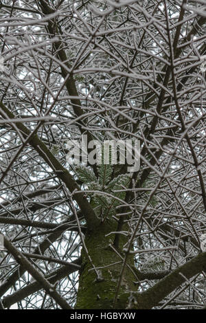 Closeup view of tree branches covered with ice on winter day outdoors ...