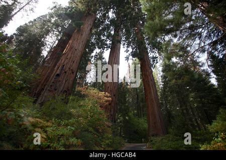 Boole tree. Kings Canyon National Park, California Stock Photo - Alamy