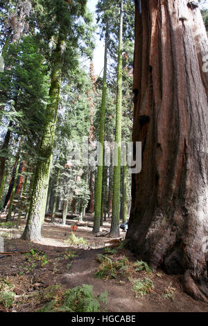Boole tree. Kings Canyon National Park, California Stock Photo - Alamy