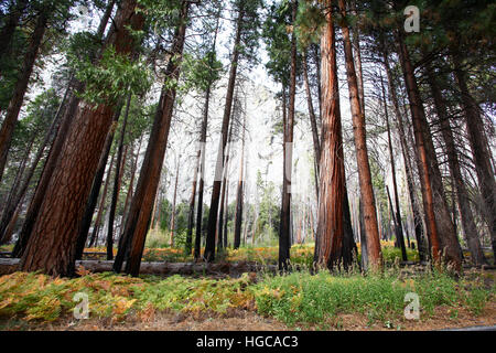 Boole tree. Kings Canyon National Park, California Stock Photo - Alamy