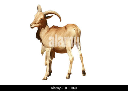 Barbary sheep or Ammotragus lervia, or arrui or aoudad, a species of ...