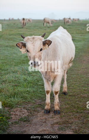 Hungarian Grey Cattle calf Stock Photo - Alamy