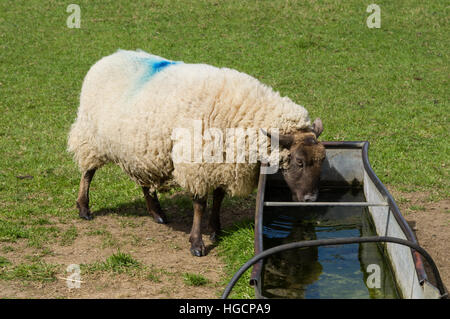 sheep drinking from water trough Stock Photo - Alamy