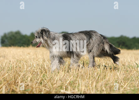 Dog Pyrenean Shepherd adult blue merle running In a straw field face ...