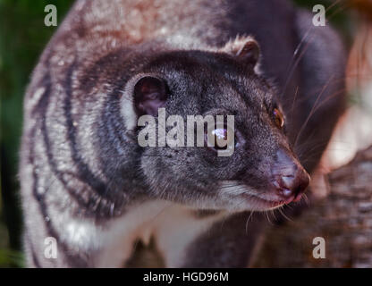 Ground Cuscus (phalanger gymnotis Stock Photo - Alamy