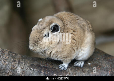 Gundi (small rodent) on a rock Stock Photo - Alamy