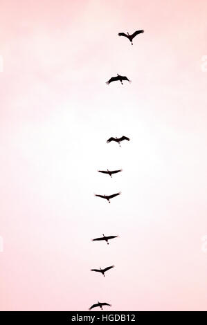 Common Crane, Megalornis grus, in flight // Grue cendrée Stock Photo ...