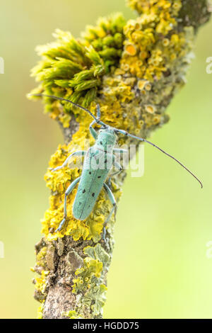 Saperda octopunctata, longhorn beetles Stock Photo - Alamy