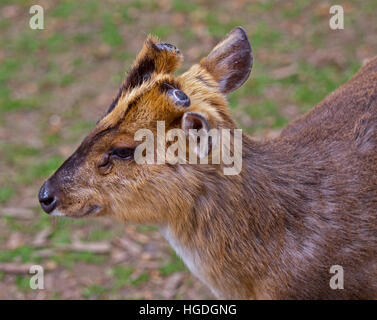 Muntjac Deer (Muntiacus reevesi). Head of a male showing 'tusks' and ...