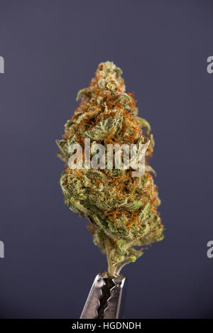 Front view of single cannabis bud (sunshine daydream marijuana strain ...