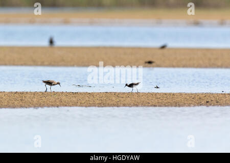 Ruff (Phylomachus pugnax). Wood Sandpiper (Tringa glareola Stock Photo ...