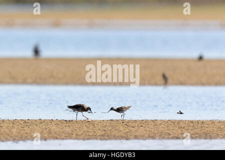 Ruff (Phylomachus pugnax). Wood Sandpiper (Tringa glareola Stock Photo ...