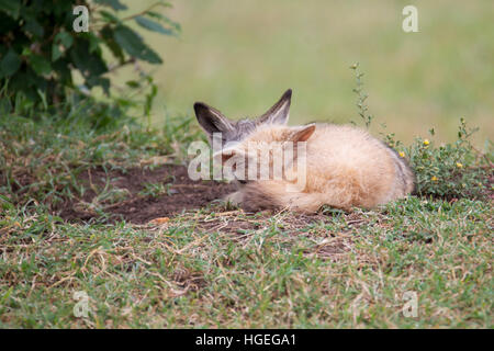 Bat-eared fox pups at the den entrance, one an albino, Mara Naboisho ...
