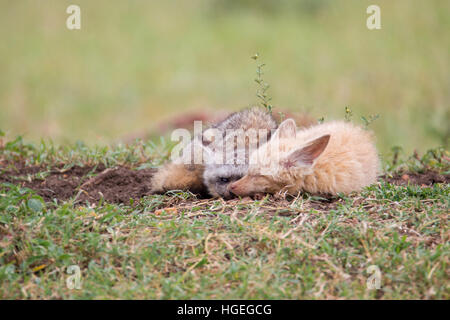 Bat-eared fox pups at the den entrance, one an albino, Mara Naboisho ...