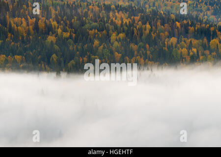forest in fog, russian nature, forest mist Stock Photo - Alamy