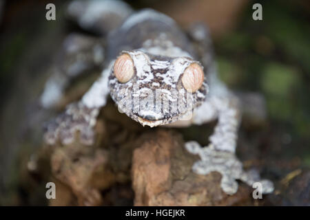 Big eyes lizard in Madagascar Stock Photo - Alamy