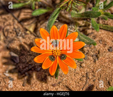 Beetle Daisy (Gorteria diffusa) spring flowers, Namaqualand, South ...
