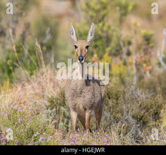 Vaal rhebok, grey rhebok (Pelea capreolus), two females, South Africa ...