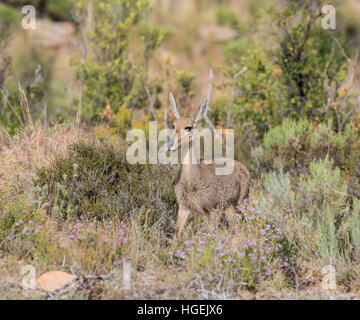 Vaal rhebok, grey rhebok (Pelea capreolus), stands in savanna, South ...