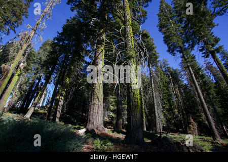 Boole tree. Kings Canyon National Park, California Stock Photo - Alamy
