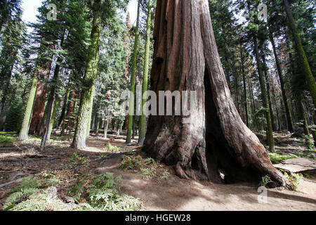 Boole tree. Kings Canyon National Park, California Stock Photo - Alamy