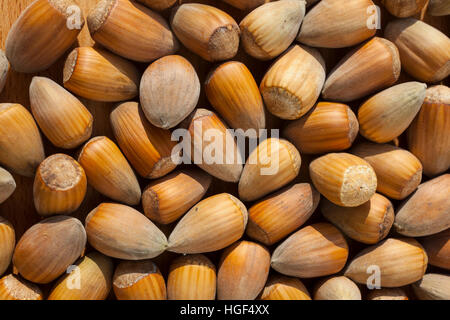Hazelnuts (Corylus avellana Stock Photo - Alamy