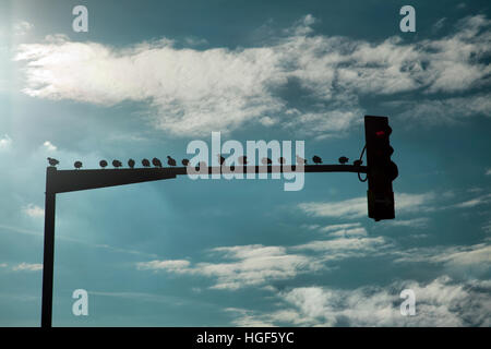 Birds perched on a traffic light post Stock Photo - Alamy