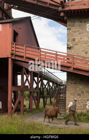 Shetland mining pony Beamish museum England UK U.K Stock Photo - Alamy