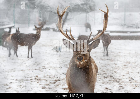 Reindeers seen in the snow in Odem at the Golan Heights. January 09 ...
