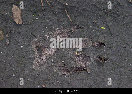 Wolf print in mud Stock Photo - Alamy