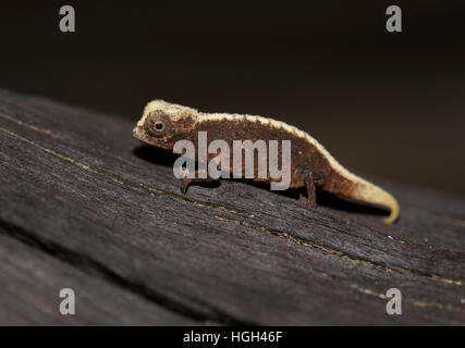 Male dwarf chameleon (Brookesia micra), on cent coin, one of the ...