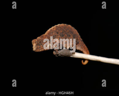 Male dwarf chameleon (Brookesia micra), one of the smallest reptiles in ...