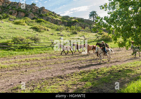 USA, Wyoming, Wolf, Eaton's Ranch Stock Photo - Alamy