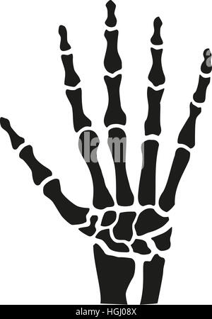 Bones of the hand Stock Photo - Alamy
