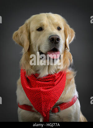 Portrait of an adorable Golden retriever, studio shot, isolated on grey ...