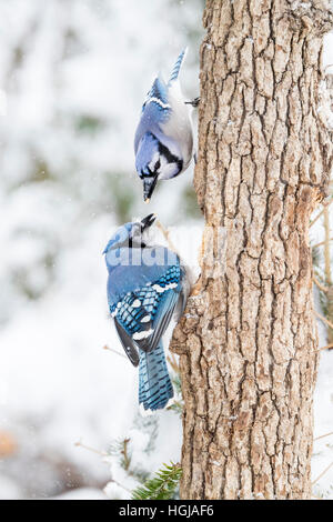 Two blue jays in snow watching another one eat a seed Stock Photo - Alamy