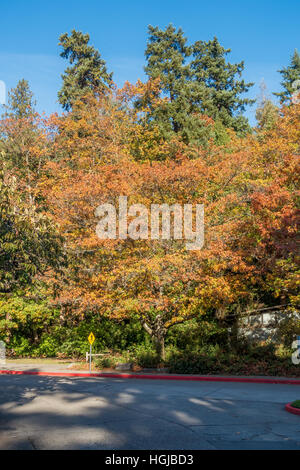 Trees at Seward Park in Seattle, Washington turn as Autumn sets in ...