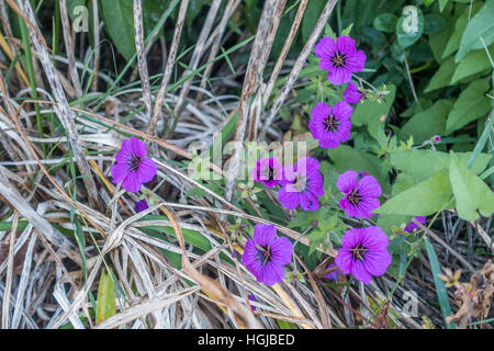 Closeup shot of small purple flowers Stock Photo - Alamy