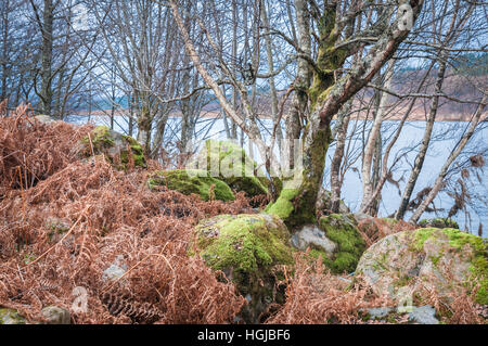 Birch trees, trunks covered with moss, at Cevallos Campsite, village of ...