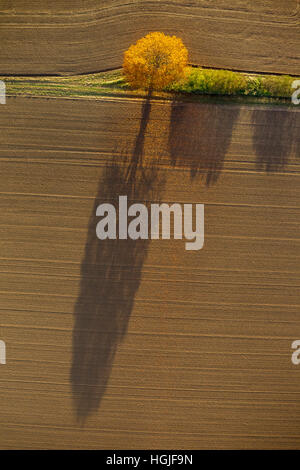 Aerial view, row of trees, agriculture, highway, lane, shade tree ...