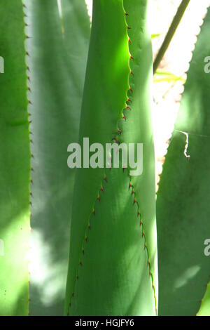 Aloe vera. Close up of fleshy stems and spines used in herbal medicines ...