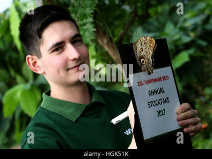 Zookeeper Thomas Maunders with a giant Owl Butterfly during the annual ...