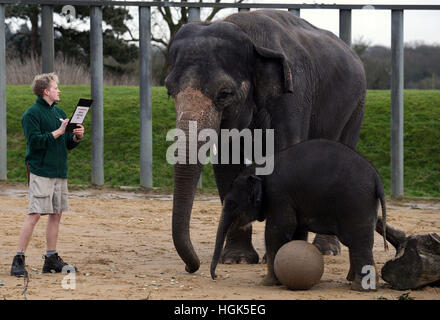 Zookeeper Shane Bewson counts Elephants during the annual stocktake at Whipsnade Zoo in ...
