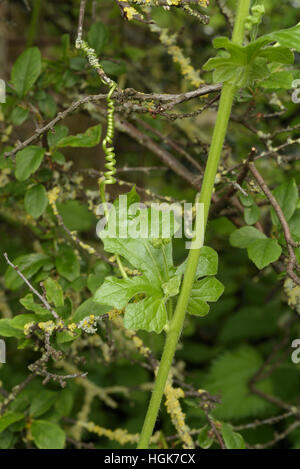 Red bryony (Bryonia dioica) tendril (spiral). The red bryony is a ...