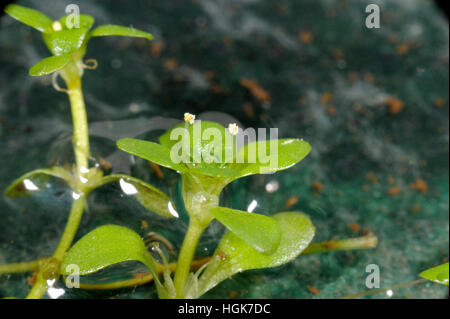 COMMON WATER-STARWORT (Callitriche stagnalis) Sussex, UK Stock Photo ...