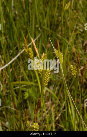 pale sedge (Carex pallescens Stock Photo - Alamy