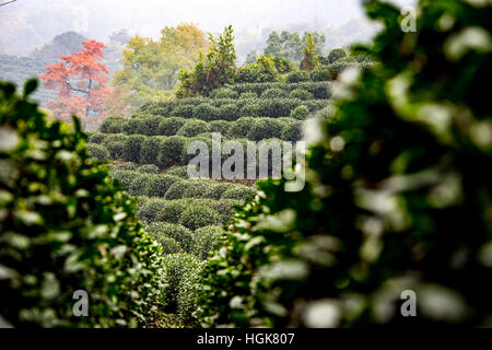 Longjing tea fields, Hangzhou, China Stock Photo - Alamy