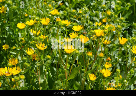 die Heilpflanze Grindelie, Grindelia robusta - the herbal plant gumweed, Grindelia robusta Stock ...
