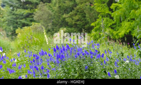 Ehrenpreis, Veronica crinita - Gypsyweed, Veronica crinita, a blue ...